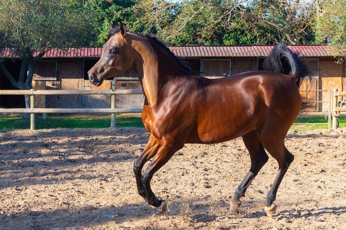 Arabische Vollblut - pferd-reiter-pony.de